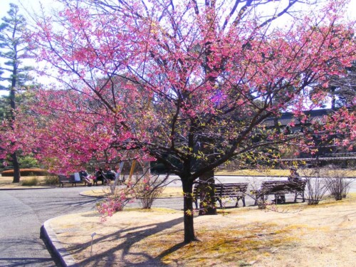 Japanese Ume Plum Syrup | Sudachi